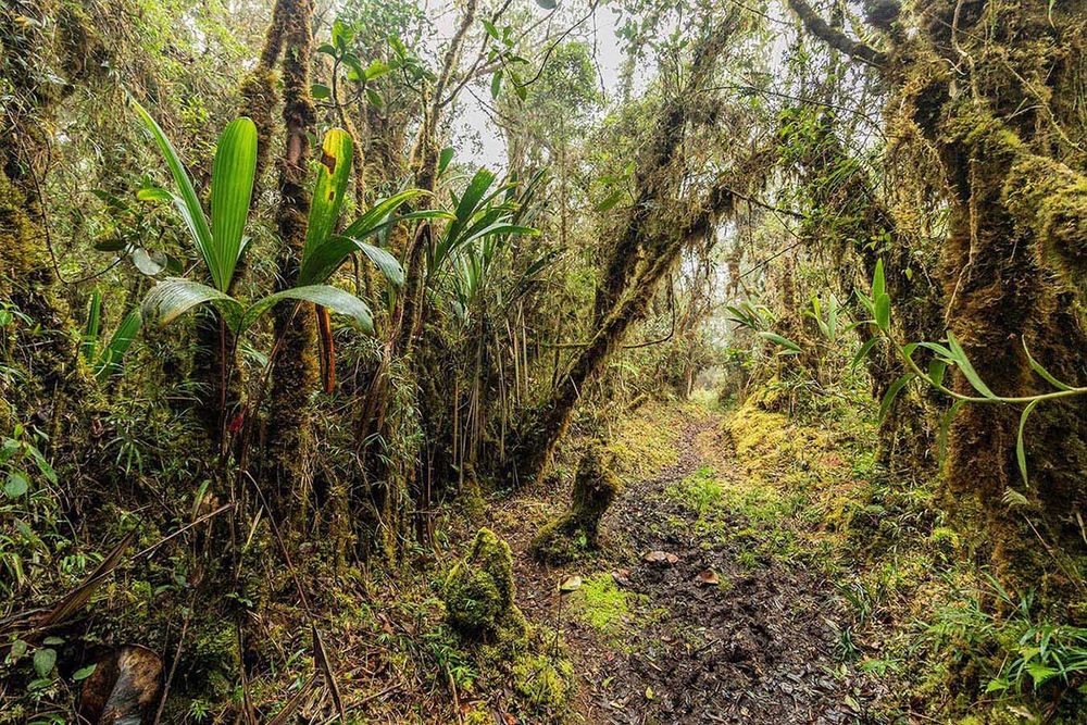Best National Parks to Visit in Peru | Our Top Picks | Rough Guides