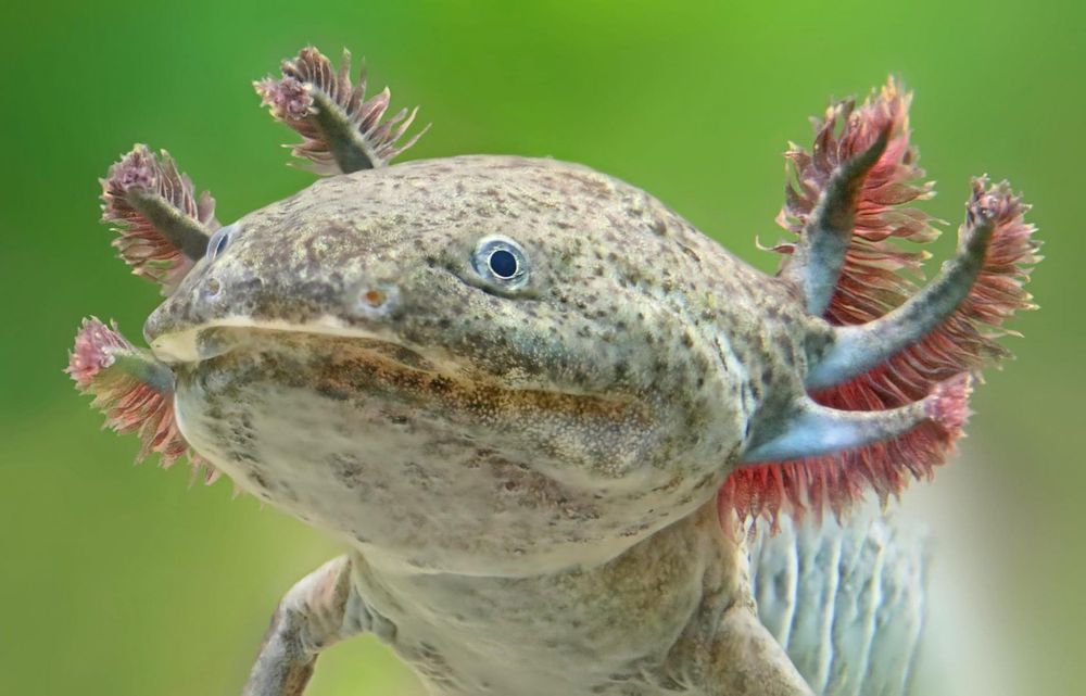 Mexico wildlife: Where to see native animals in Mexico | Rough Guides