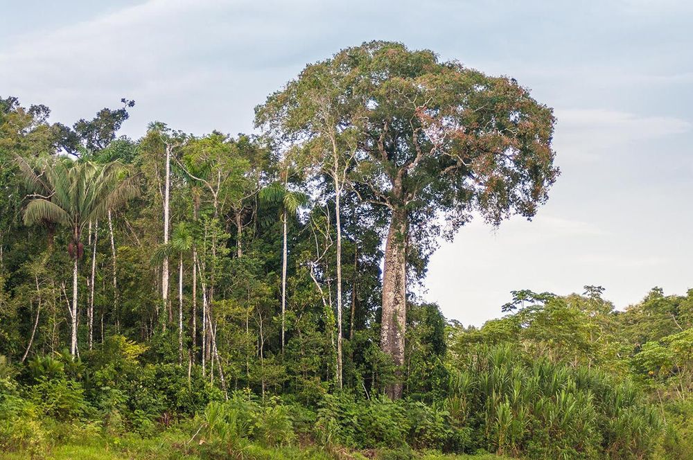 Best National Parks to Visit in Peru | Our Top Picks | Rough Guides