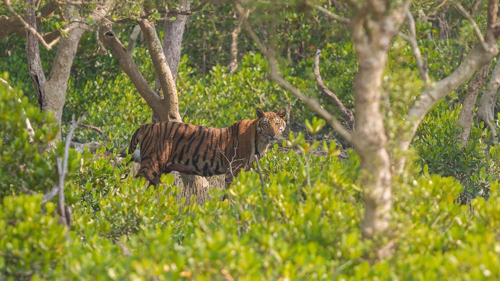 Forests Of The World | Forest Pictures | Rough Guides