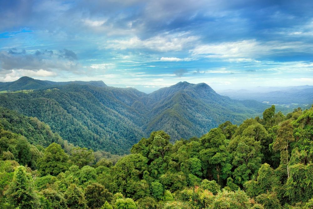 Exploring Australia's rainforests | Rough Guides