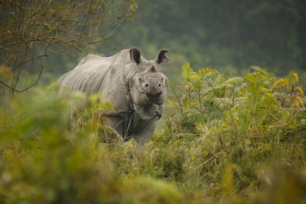 Assam | India Travel Guide | Rough Guides