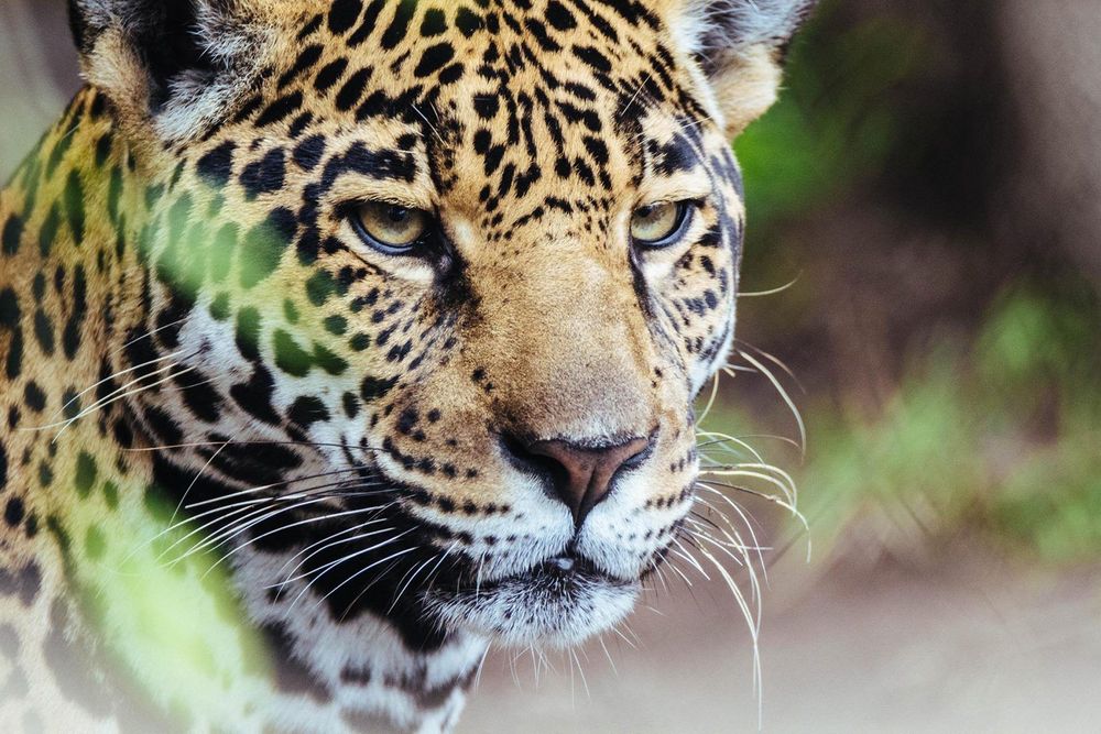 Brazil Wildlife: An Complete Guide | Rough Guides