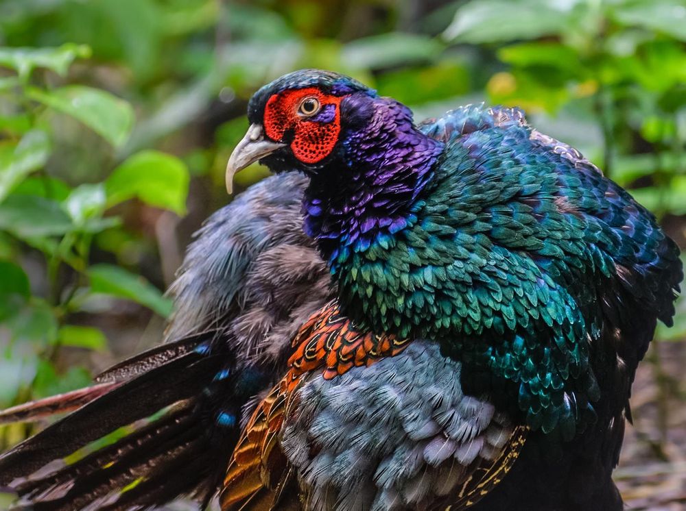 Japan Wildlife: A Complete Guide | Rough Guides
