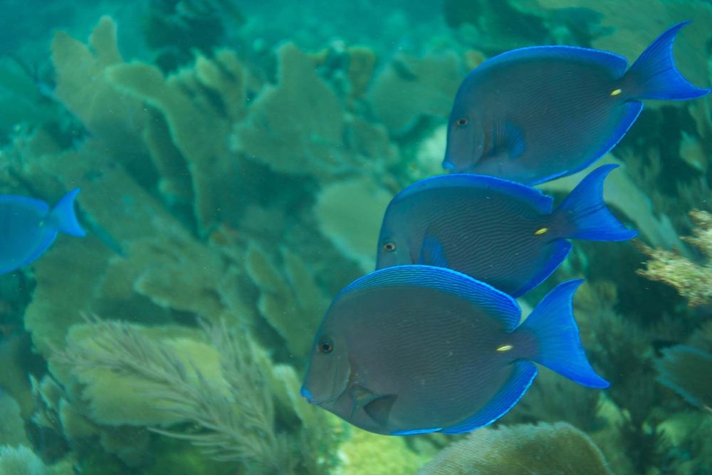 7 reasons why you should visit Key West, Florida | Rough Guides | Rough ...