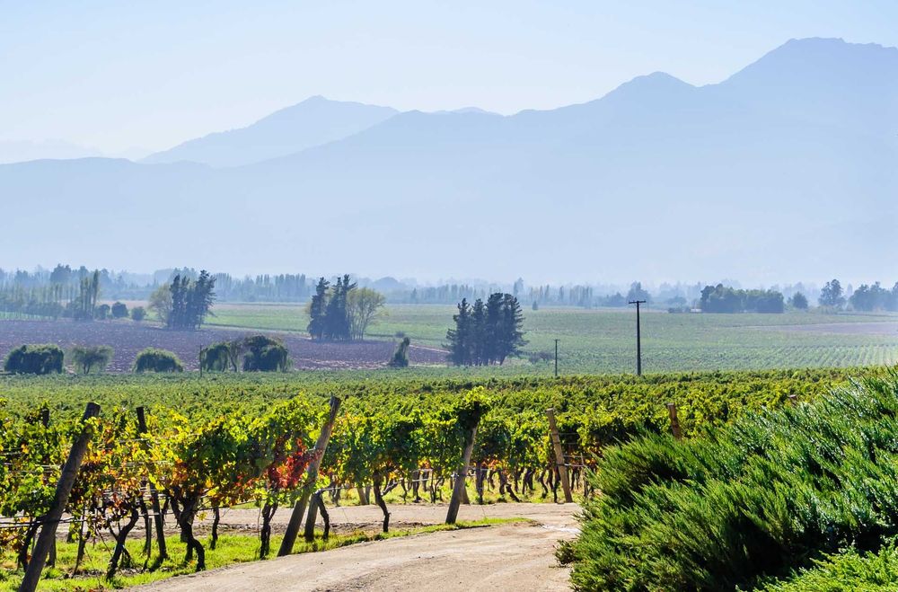 Best wine regions to visit in Chile | Our top picks | Rough Guides