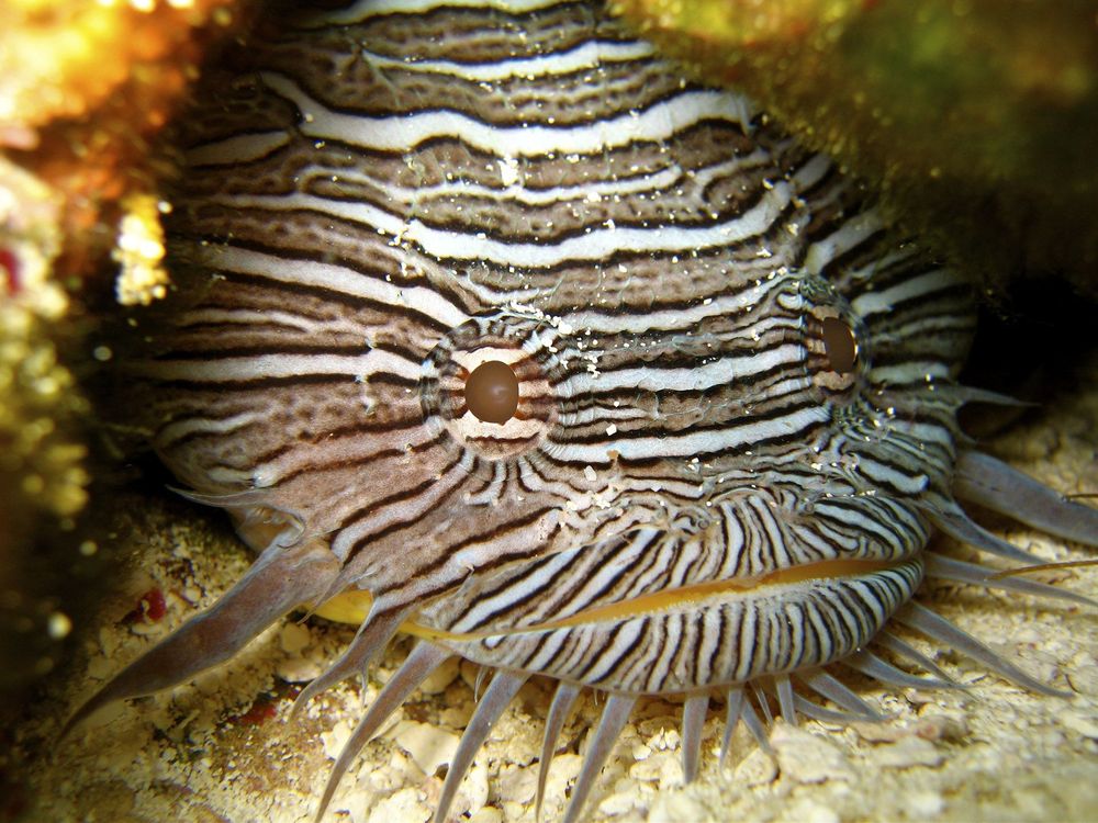 Ten great dive sites | Rough Guides