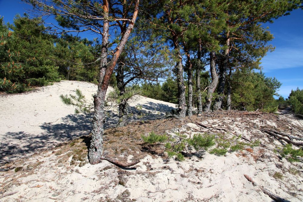 7 Reasons To Visit Lithuania This summer | Rough Guides