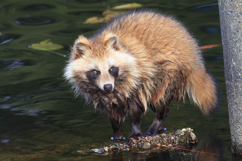 7 days in Shikoku Japan - Rough Guides | Rough Guides