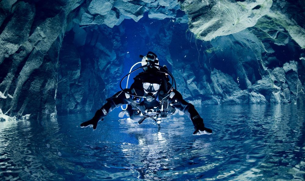 Iceland Wildlife: A Complete Guide | Rough Guides