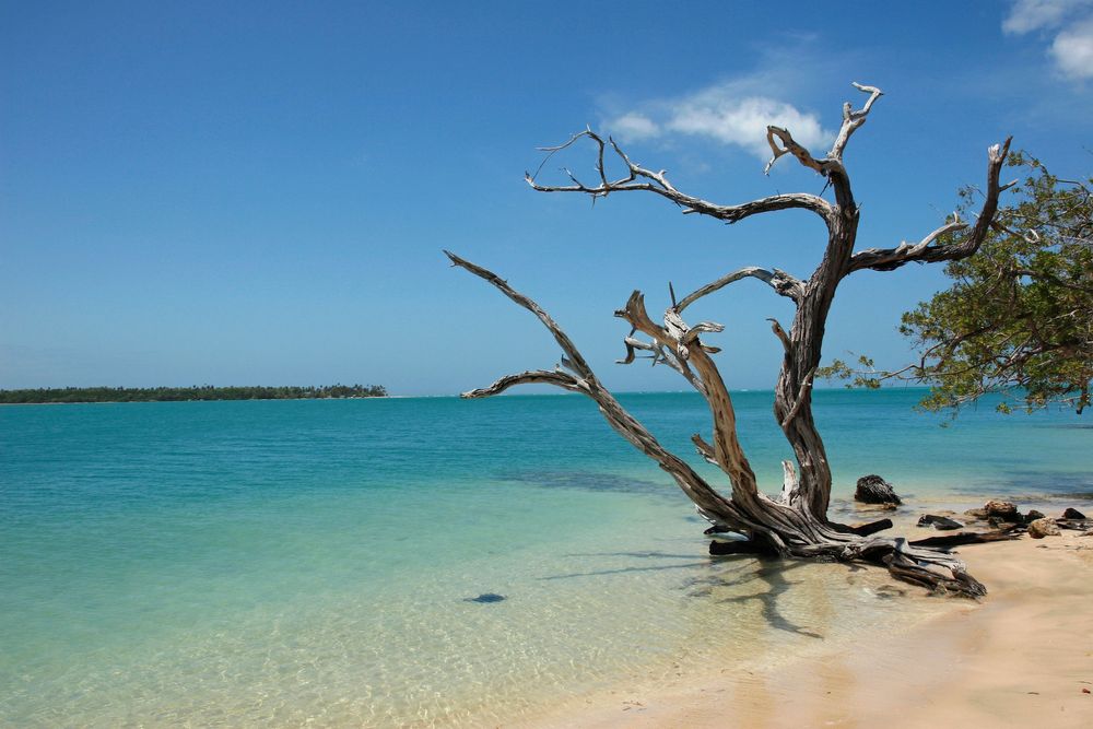 20 dreamy pictures of Trinidad and Tobago | Rough Guides