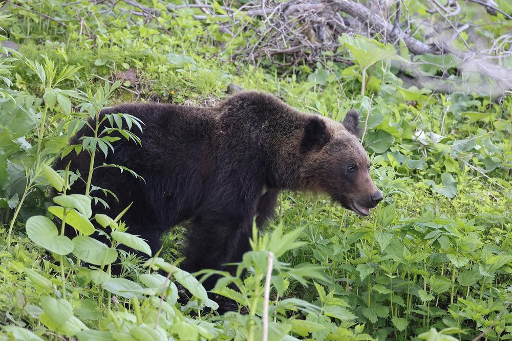 Japan Wildlife: A Complete Guide | Rough Guides