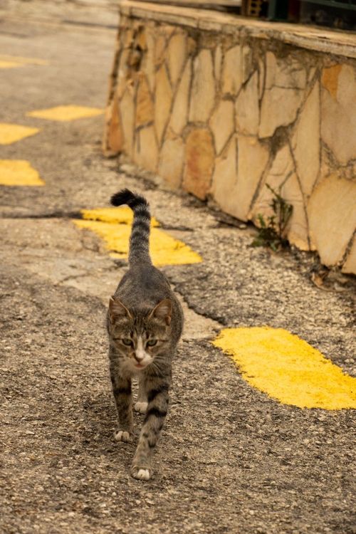 Rough Guides - In pictures: cats of Corfu | Rough Guides