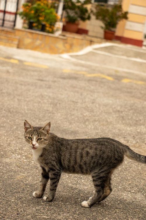 Rough Guides - In pictures: cats of Corfu | Rough Guides