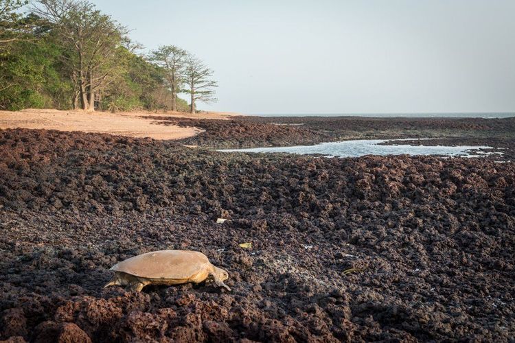 In pictures: an introduction to Guinea Bissau | Rough Guides