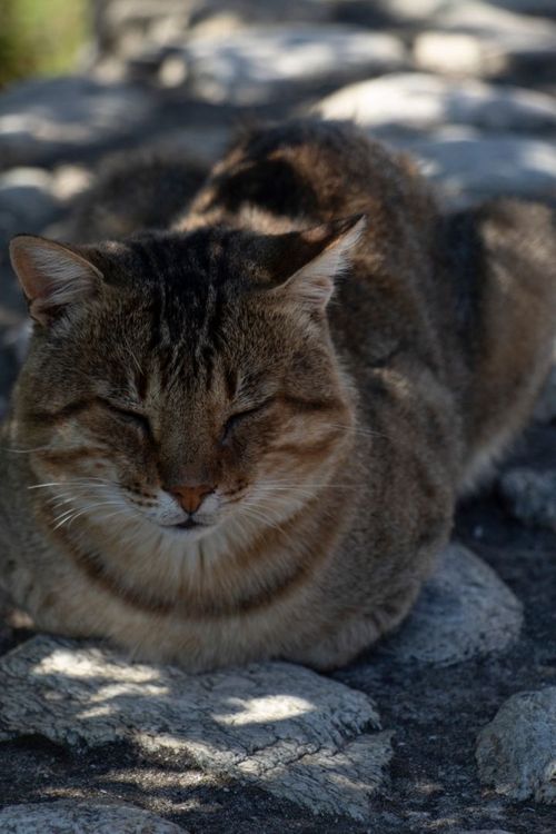 Rough Guides - In pictures: cats of Corfu | Rough Guides