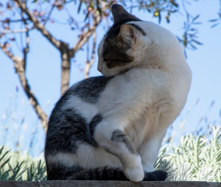 Rough Guides - In pictures: cats of Corfu | Rough Guides