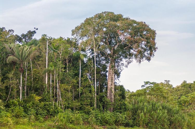 Best National Parks to Visit in Peru | Our Top Picks | Rough Guides