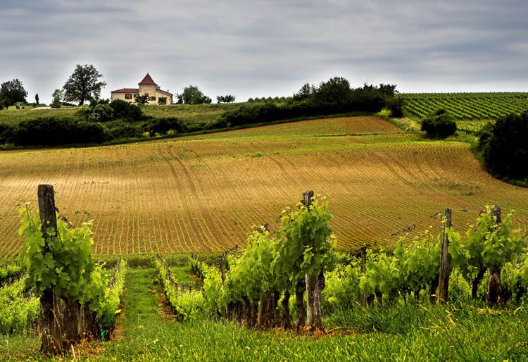 10 best Bordeaux vineyards | Rough Guides | Rough Guides
