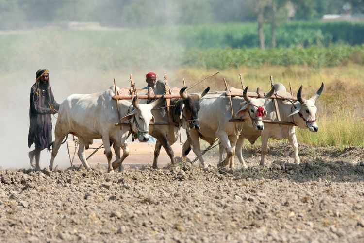 Pictures of Pakistan | Rough Guides