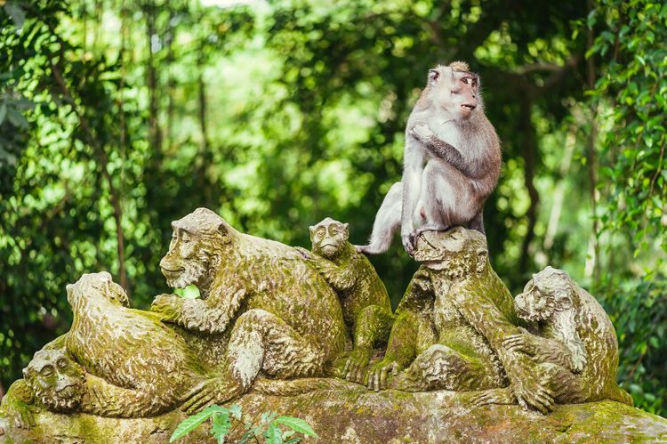 Best things to do in Bali with kids | Rough Guides