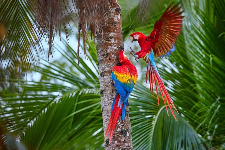 Best National Parks to Visit in Peru | Our Top Picks | Rough Guides