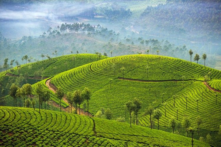 Munnar | India Travel Guide | Rough Guides