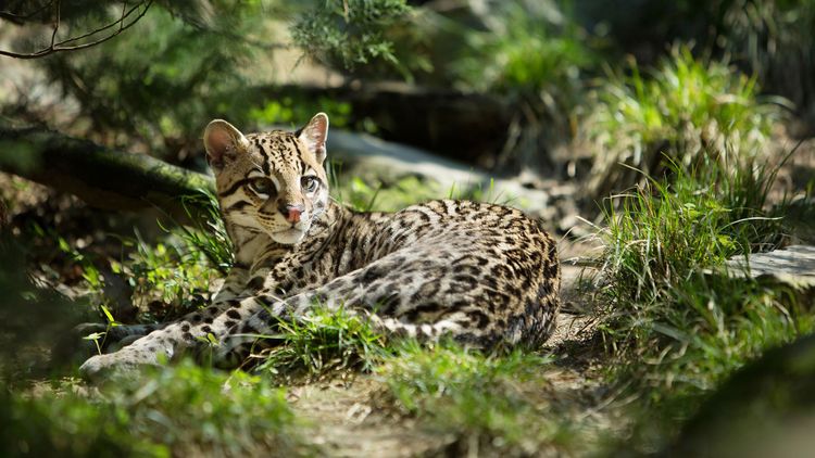 Mexico wildlife: Where to see native animals in Mexico | Rough Guides