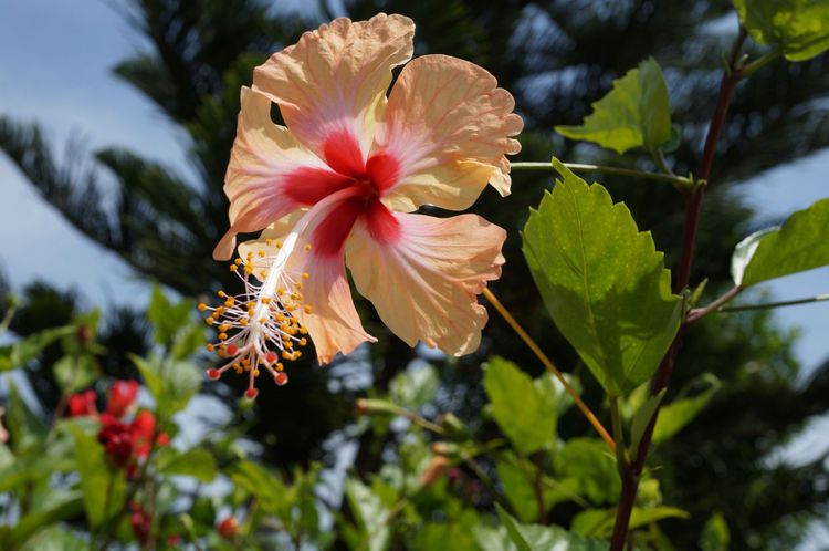 14 Best Things To Do In Bermuda | Rough Guides