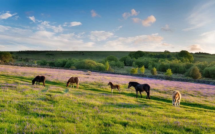 10 Best Places To Visit In Spring In The UK | Rough Guides