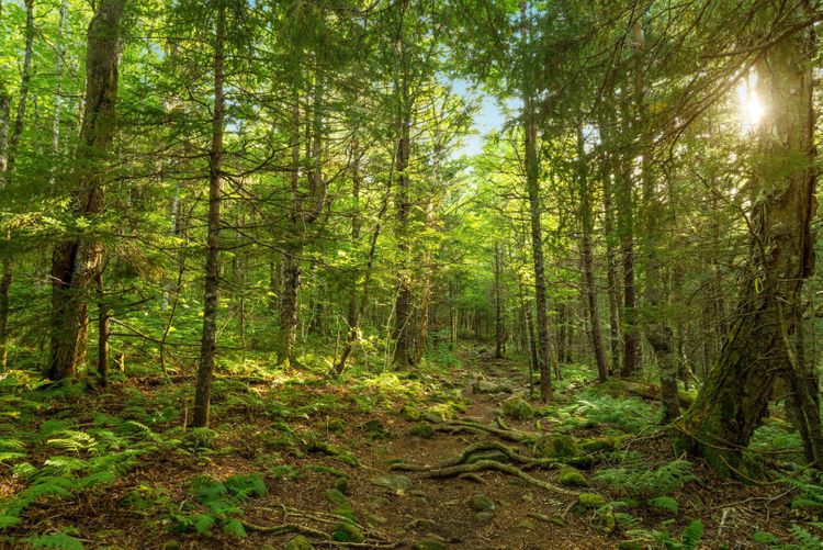 11 Ways To Explore Canada's Bay Of Fundy | Rough Guides