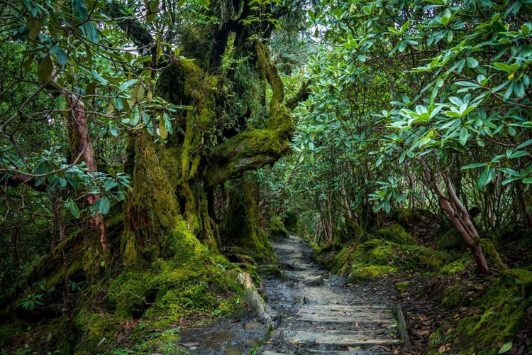 Sikkim | India Travel Guide | Rough Guides