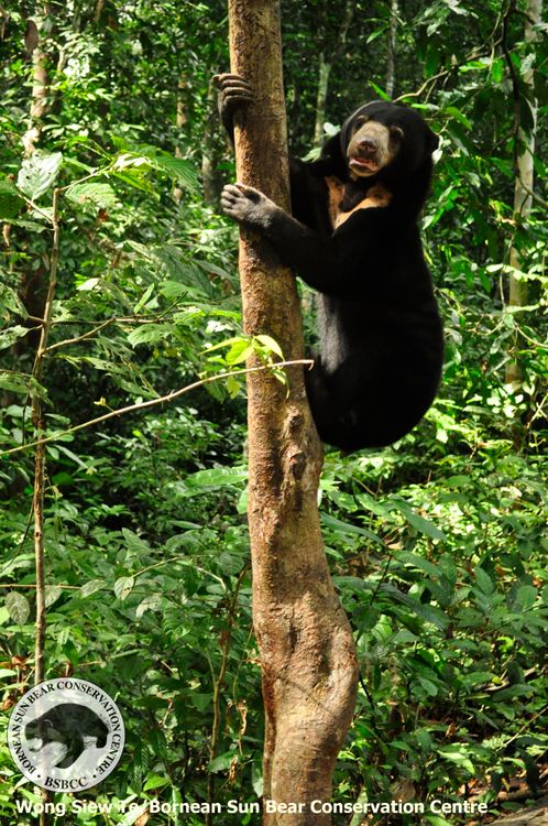 Sun Bear Sanctuary Borneo | Sun Bears Borneo | Rough Guides