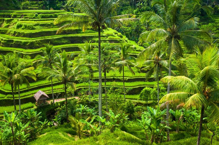 Weather in Bali in January | Rough Guides