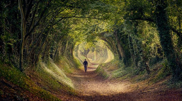 What is forest bathing... and where can I do it? | Rough Guides