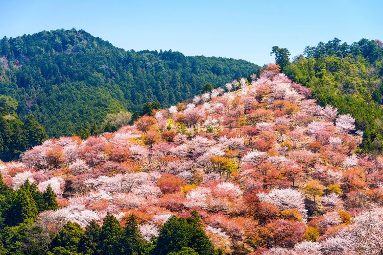 Japan Wildlife: A Complete Guide | Rough Guides