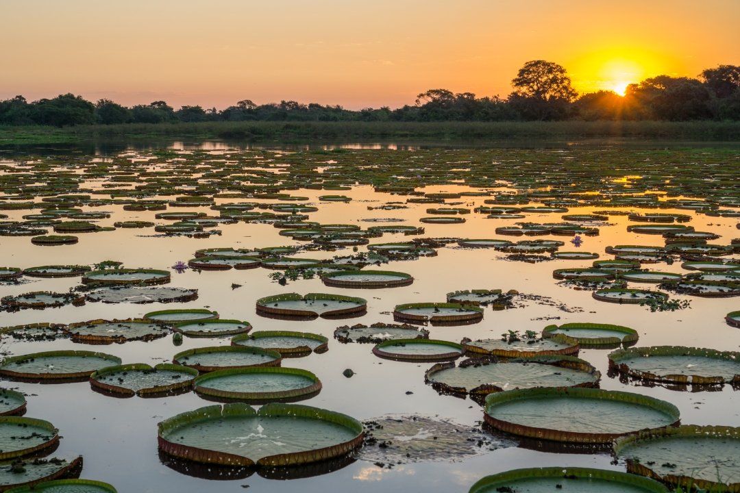 A Guide To Visiting Brazil s Pantanal Rough Guides A Guide To Visiting Brazil s Pantanal Rough Guides