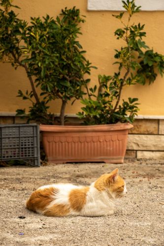 Rough Guides - In pictures: cats of Corfu | Rough Guides
