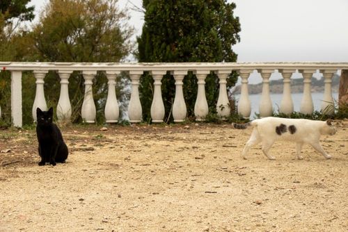 Rough Guides - In pictures: cats of Corfu | Rough Guides