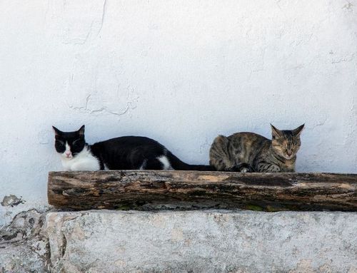 Rough Guides - In pictures: cats of Corfu | Rough Guides
