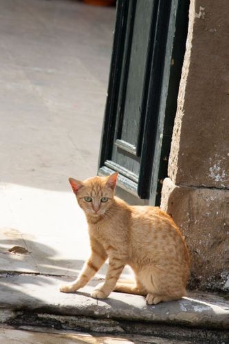 Rough Guides - In pictures: cats of Corfu | Rough Guides
