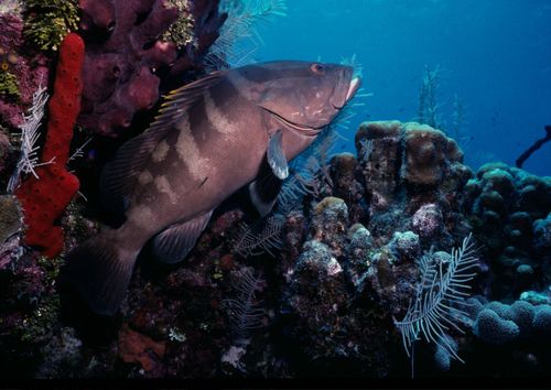 Ten great dive sites | Rough Guides