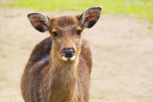 Japan Wildlife: A Complete Guide | Rough Guides