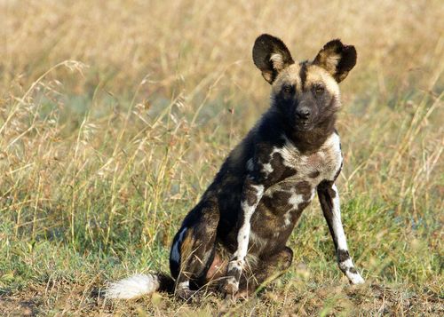 Weather in Kenya in March | Rough Guides