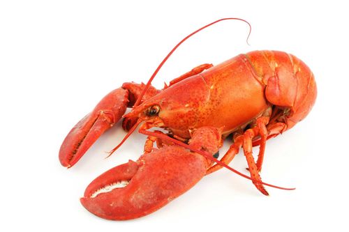 14 Places To Go For The Best Lobster in Maine | Rough Guides