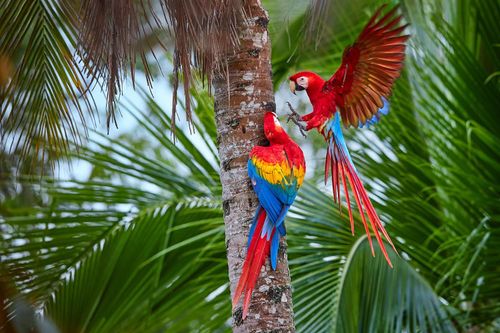 Best National Parks to Visit in Peru | Our Top Picks | Rough Guides