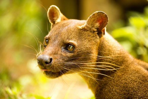 Madagascar Wildlife: A Complete Guide | Rough Guides