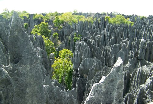 Madagascar Wildlife: A Complete Guide | Rough Guides