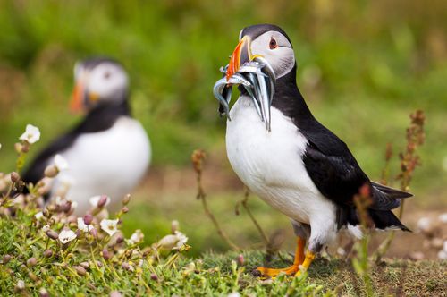 Snowdonia National Park travel guide: what to see and do | Rough Guides