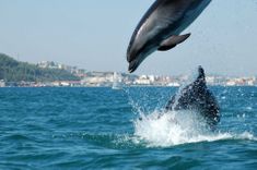 Setúbal Travel Guide | Rough Guides